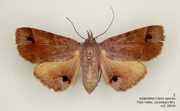 Papua Insects Foundation (Lepidoptera/Erebidae/Erebinae)